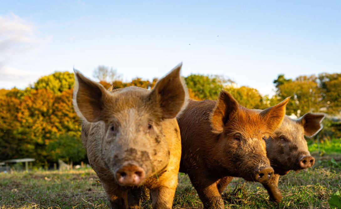 Contact Roskilly's: Reach Our Cornish Organic Dairy Farm & Ice Cream ...